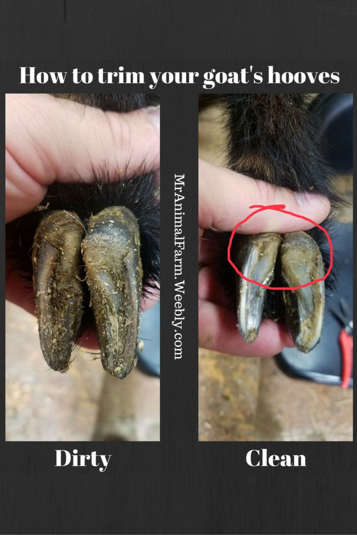 Hoof trimming guidance, please. | BackYardHerds - Goats, Horses, Sheep ...