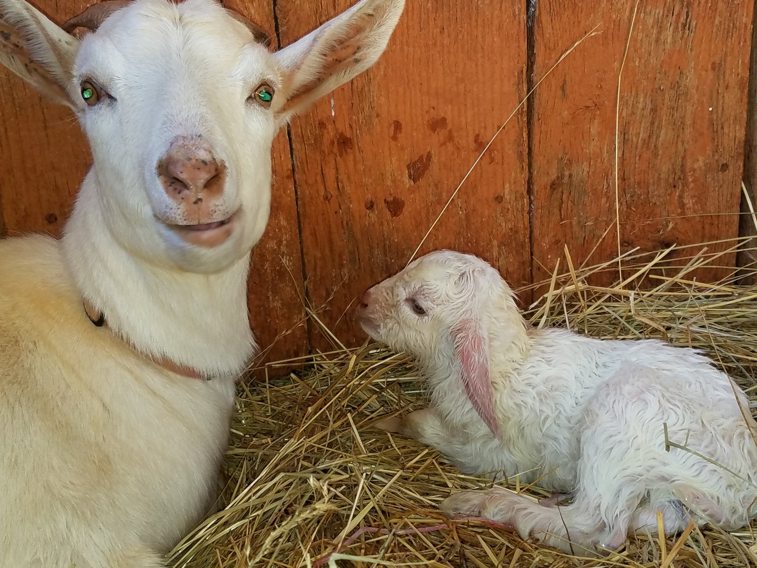 FF Bagging up Early | Page 2 | BackYardHerds - Goats, Horses, Sheep ...