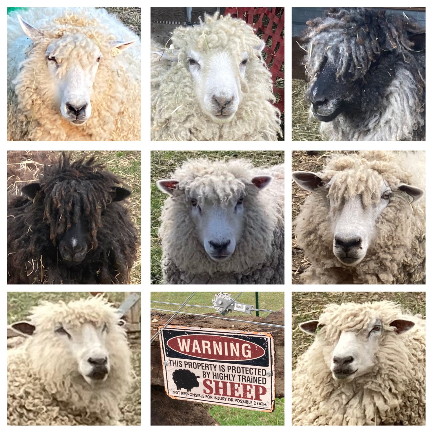 The Sheep Shape Shire a Journal of Sorts: Survival of the Fattest ...