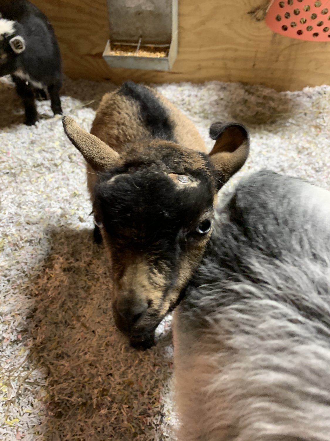 Nigerian Dwarf with a curled ear | BackYardHerds - Goats, Horses, Sheep ...