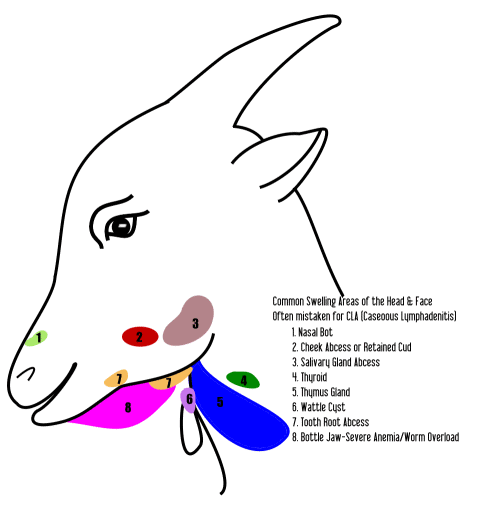 Goat | BackYardHerds.com