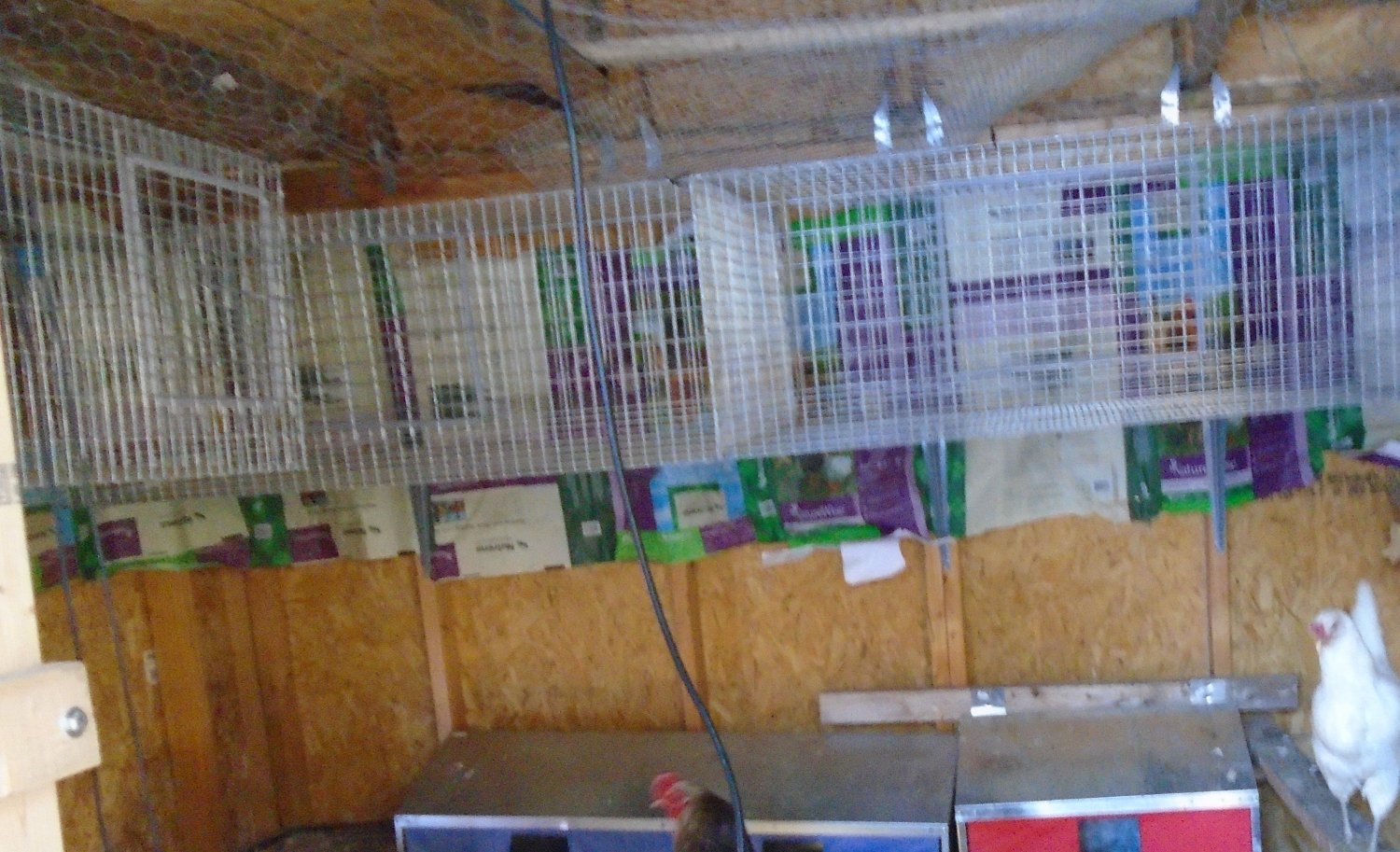 Setting up my first rabbitry. Hi! Couple questions. | Page 3 ...