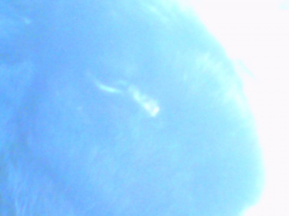 emaciated rabbits with possible ear mites, Help please ...