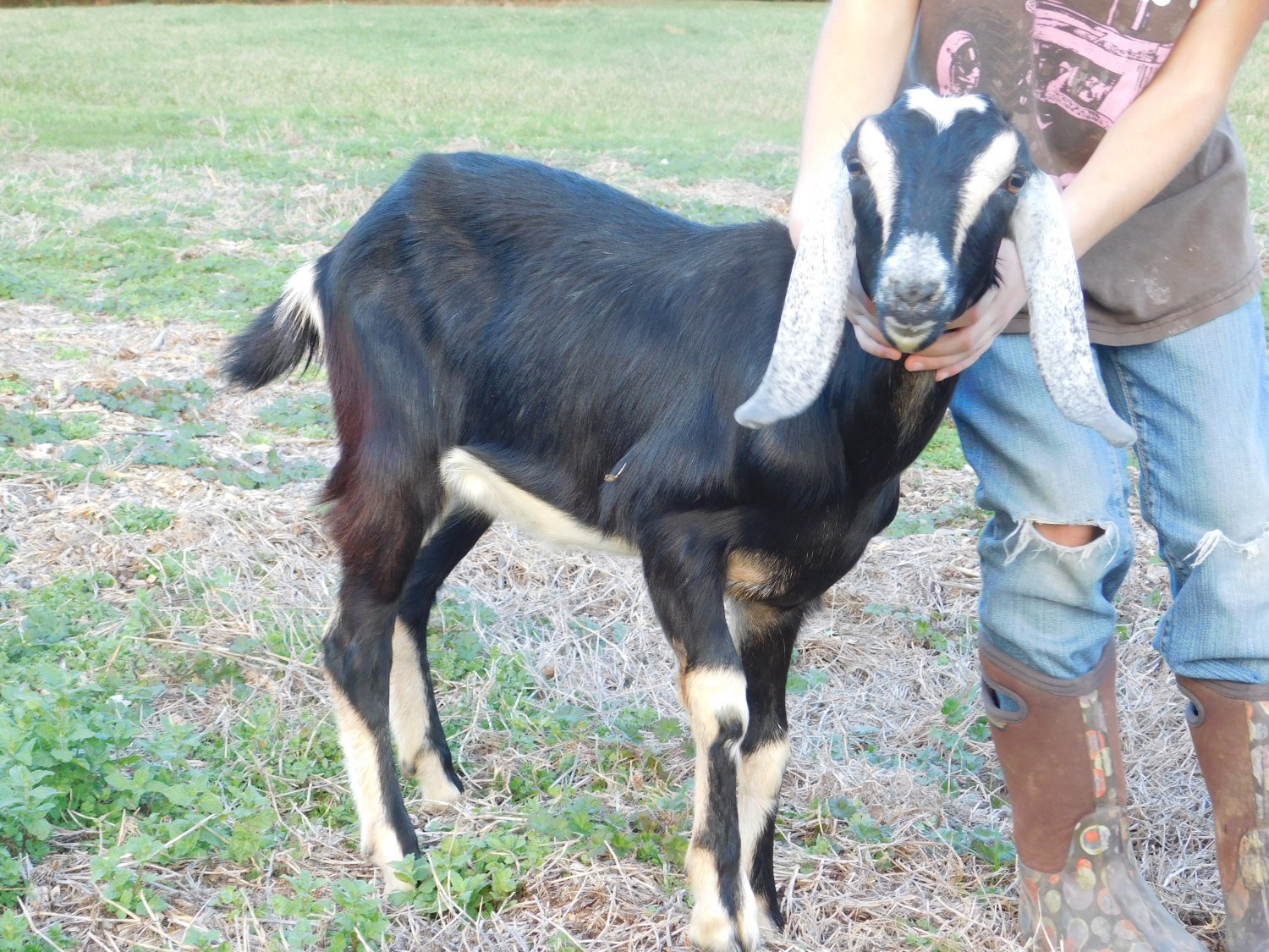 FF Bagging up Early | Page 2 | BackYardHerds - Goats, Horses, Sheep ...