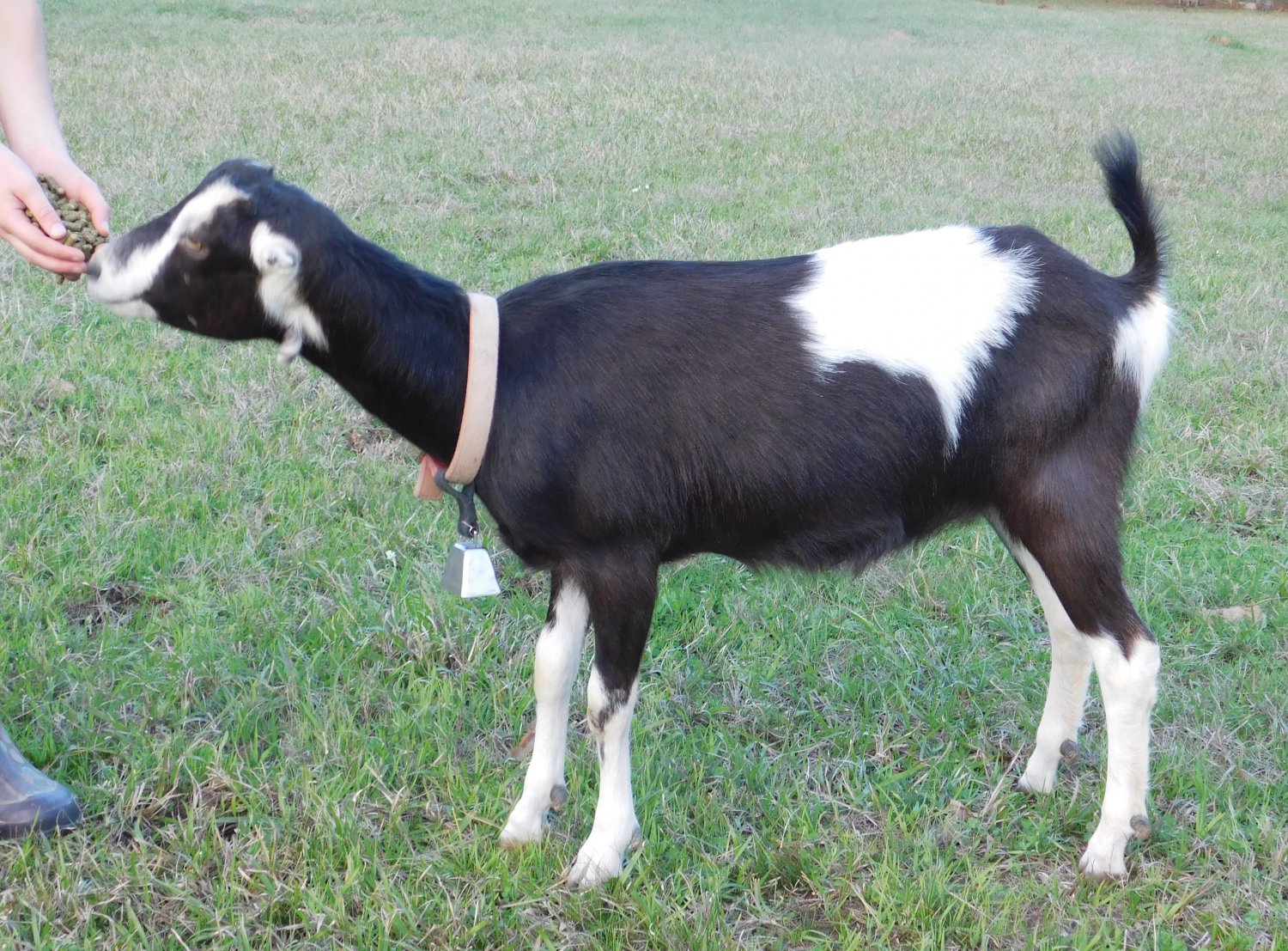 FF Bagging up Early | Page 3 | BackYardHerds - Goats, Horses, Sheep ...