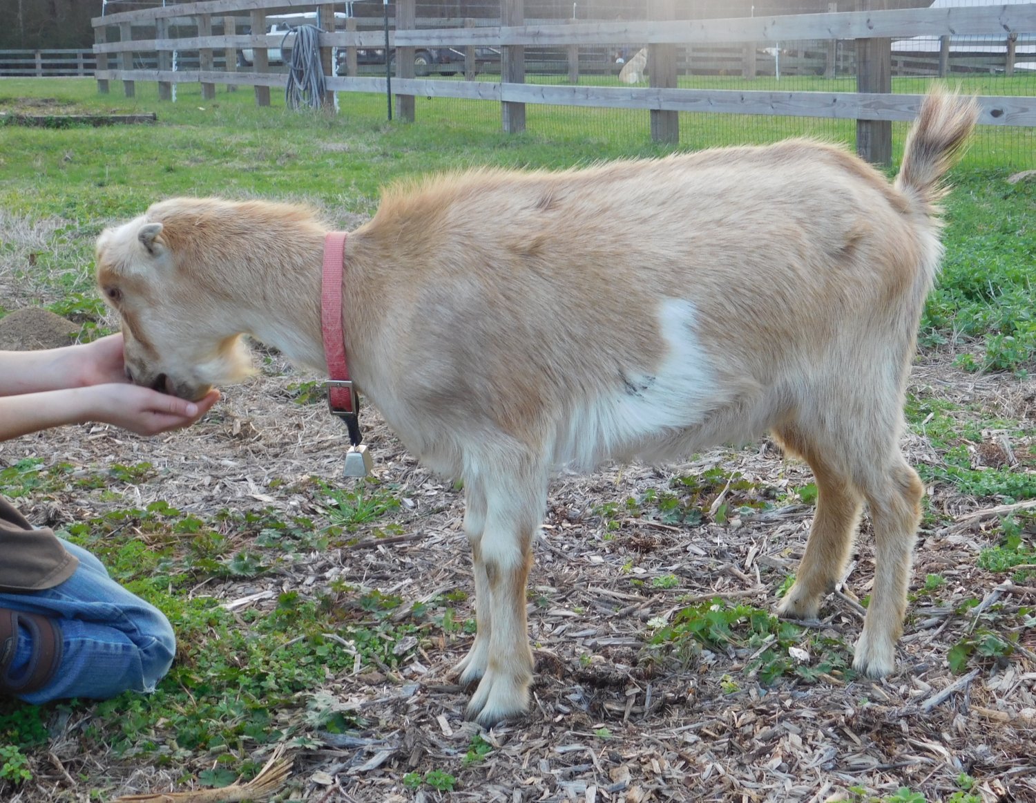FF Bagging up Early | Page 3 | BackYardHerds - Goats, Horses, Sheep ...