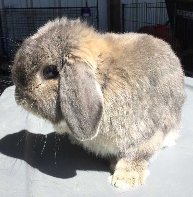 Holland Lop Color Help Please ~ New to the Bunny World | BackYardHerds ...