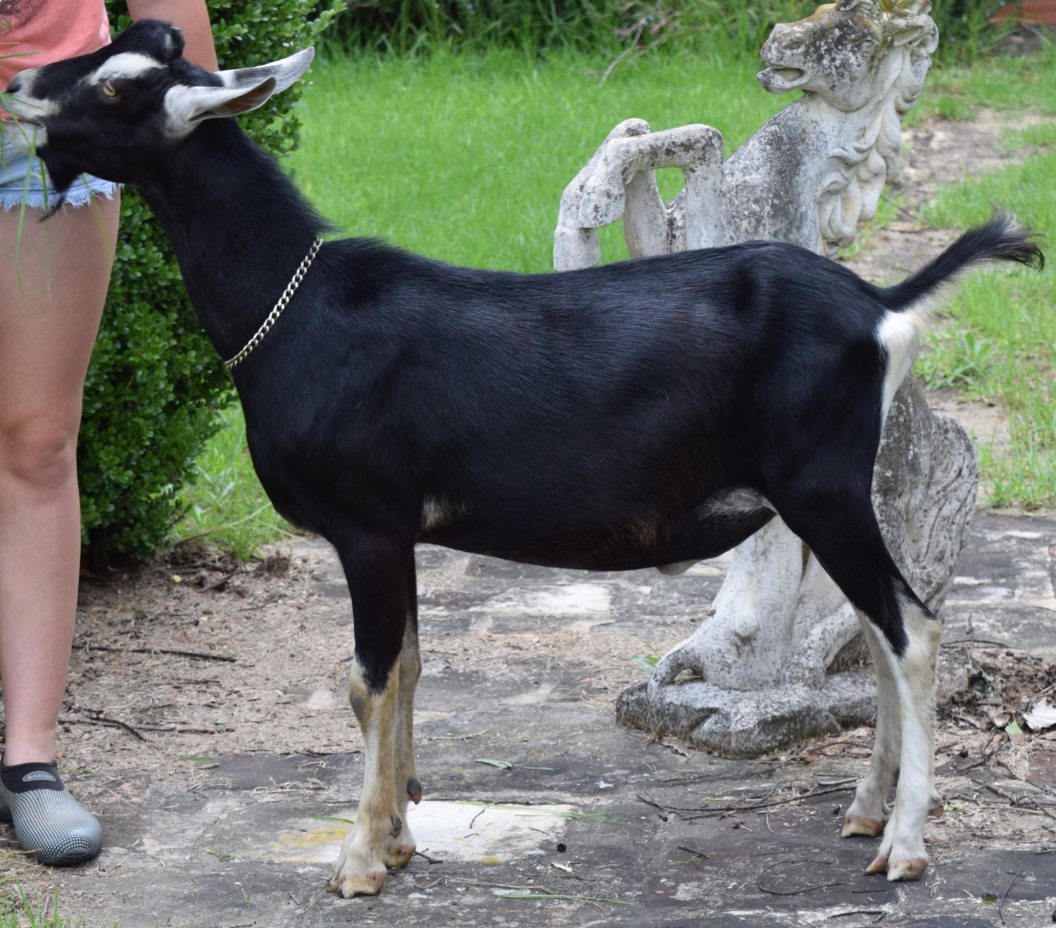 Goat Conformation advice | BackYardHerds - Goats, Horses, Sheep, Pigs ...