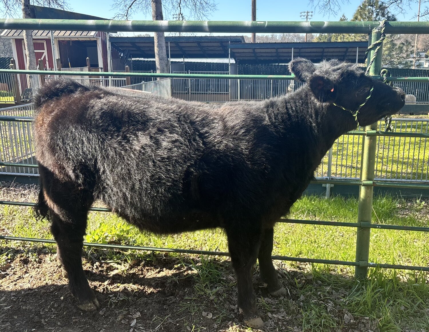 Heifer feed | BackYardHerds - Goats, Horses, Sheep, Pigs & more