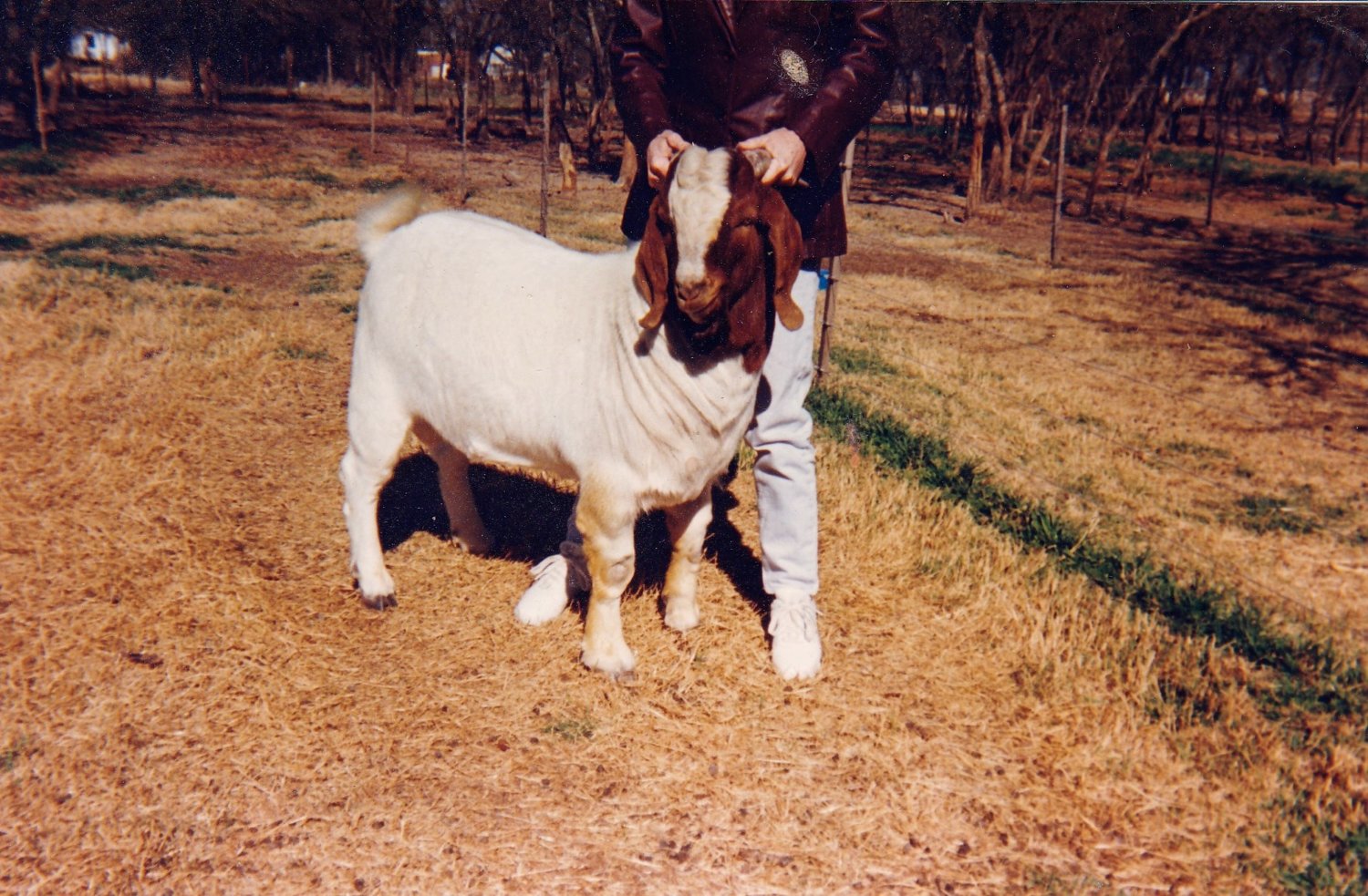 Raising Boar Goats | BackYardHerds - Goats, Horses, Sheep, Pigs & more