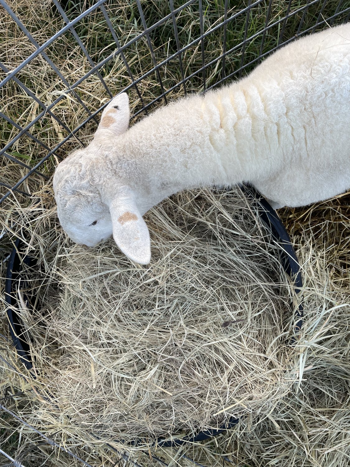 Teresa & Mike CHS - Our journal | Page 1106 | BackYardHerds - Goats ...