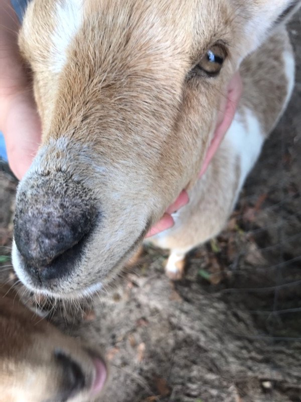 Goat with Swollen, Bumpy Nose - What's wrong? | BackYardHerds - Goats ...