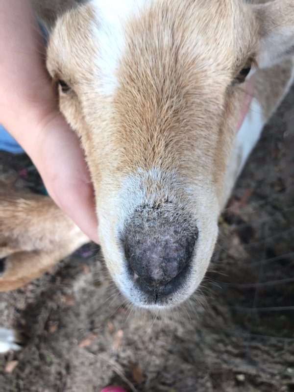 Goat with Swollen, Bumpy Nose - What's wrong? | BackYardHerds - Goats ...