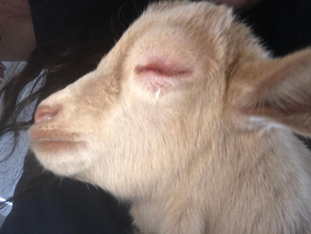 Eye suddenly swollen shut 4 week old doeling | BackYardHerds - Goats ...