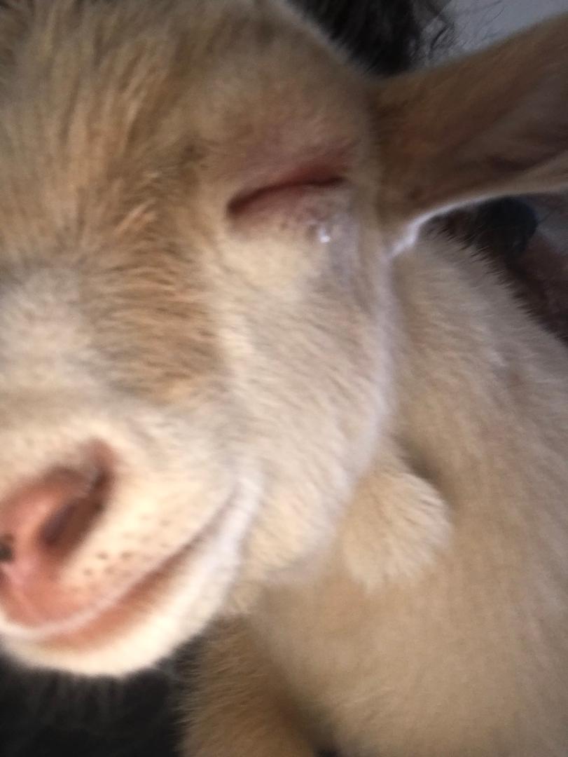 Eye suddenly swollen shut 4 week old doeling | BackYardHerds - Goats ...