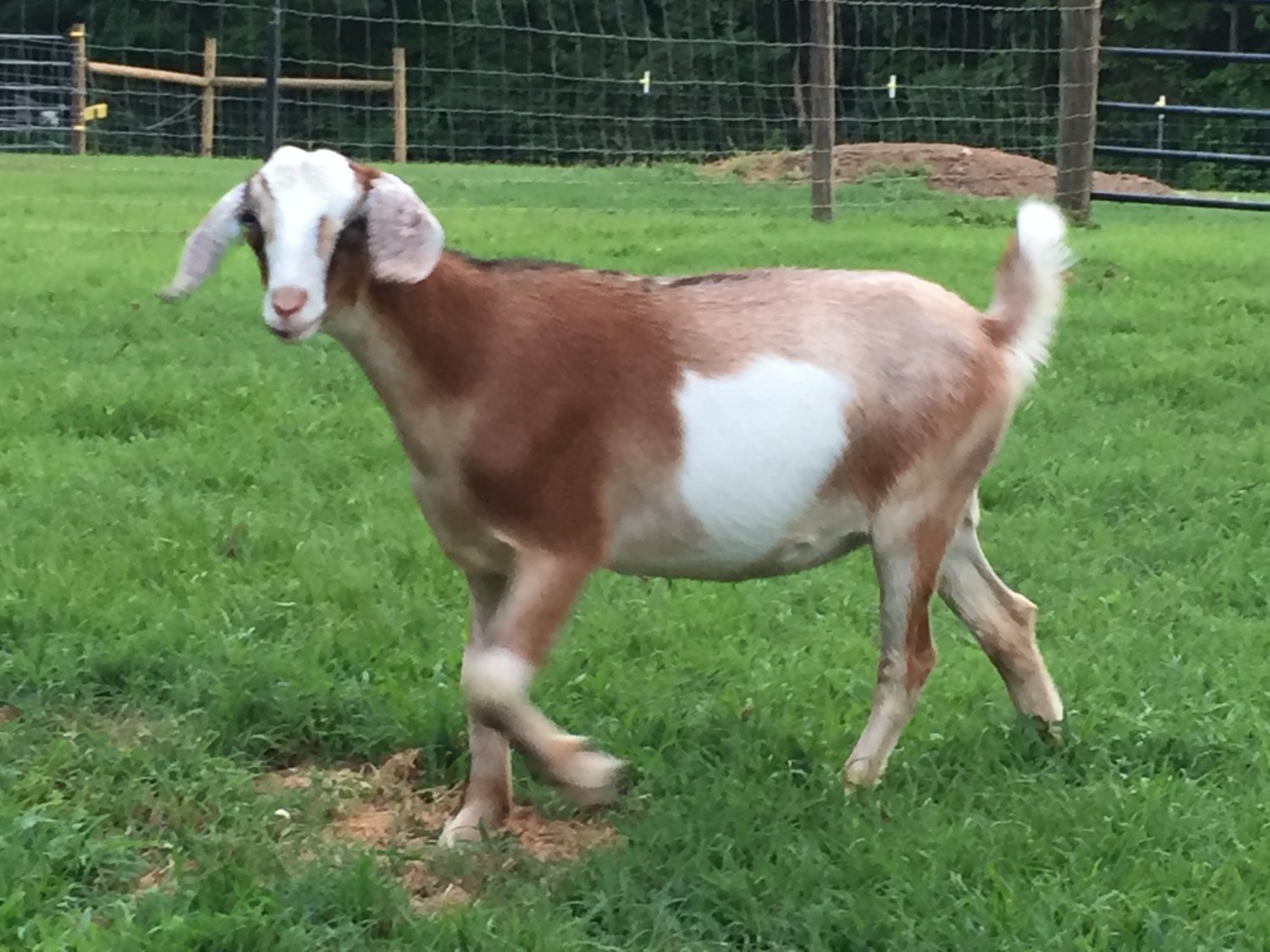 Nubian or mini Nubian? | BackYardHerds - Goats, Horses, Sheep, Pigs & more