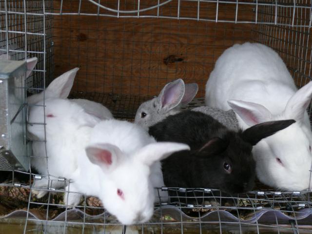 Meat Rabbits for sale- Ellijay, GA | BackYardHerds - Goats, Horses ...