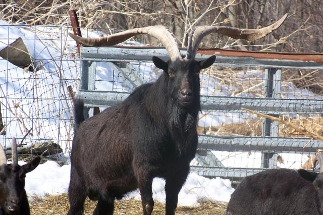 Alpine Dairy Goat Kids