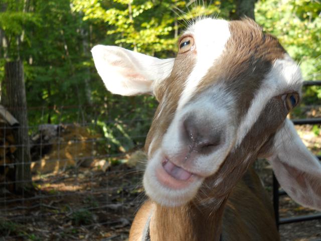 Post Pictures of Goat Face Close-Ups! | Page 2 | BackYardHerds - Goats ...