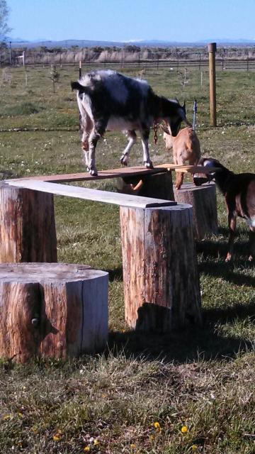 goat platforms or stuff to climb on... | BackYardHerds - Goats, Horses ...